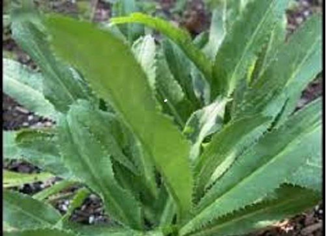 Heirloomsupplysuccess Heirloom Culantro, Recao, Coriander, Ngo Gai Herb ...