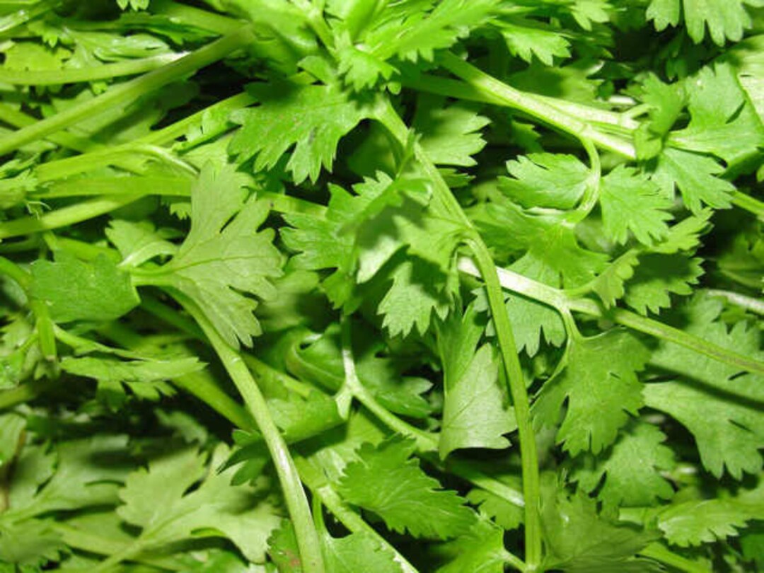 Heirloomsupplysuccess Cilantro / Leisure Coriander Seeds - Etsy