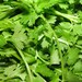 Heirloomsupplysuccess Heirloom Cilantro / Leisure Coriander - Etsy