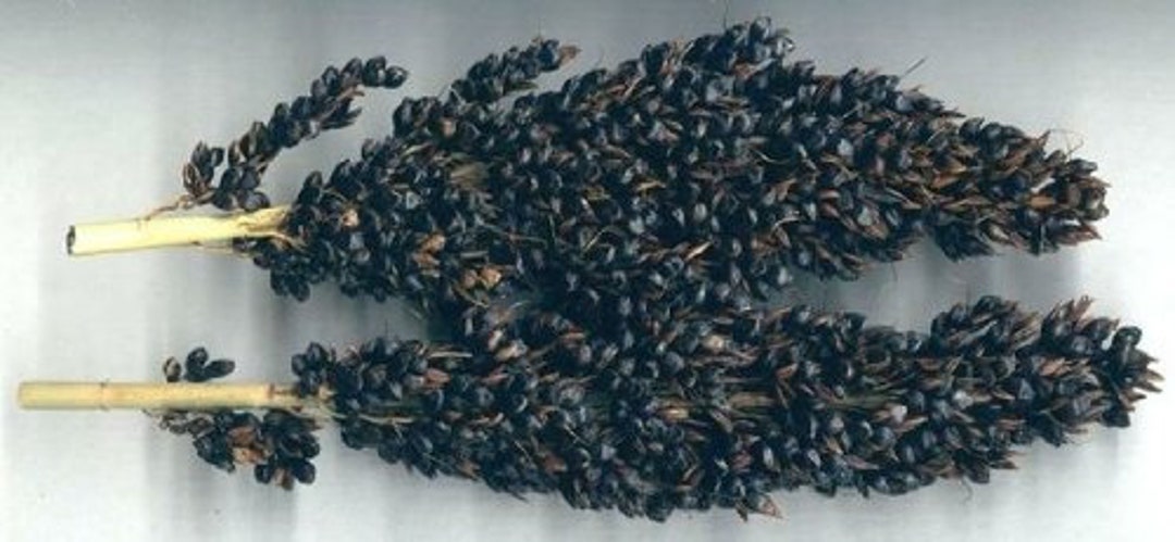 Heirloomsupplysuccess Black Amber Sorghum Seeds - Etsy