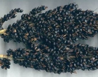 Black Amber Sorghum Seeds - Etsy