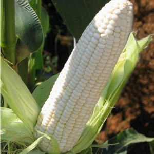 Heirloomsupplysuccess Heirloom Silvermine Corn Seeds - Etsy