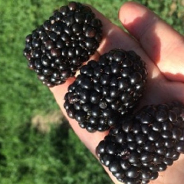 Thornless Blackberry Seeds - Etsy