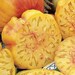 Heirloomsupplysuccess Heirloom Big Rainbow Tomato Seeds - Etsy