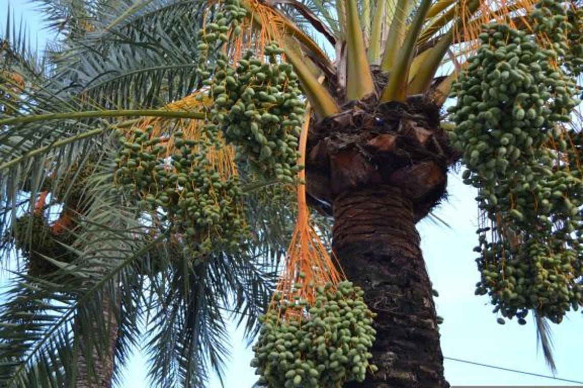 Heirloomsupplysuccess Super Jumbo Size Medjool Date Fruiting Palm Tree ...