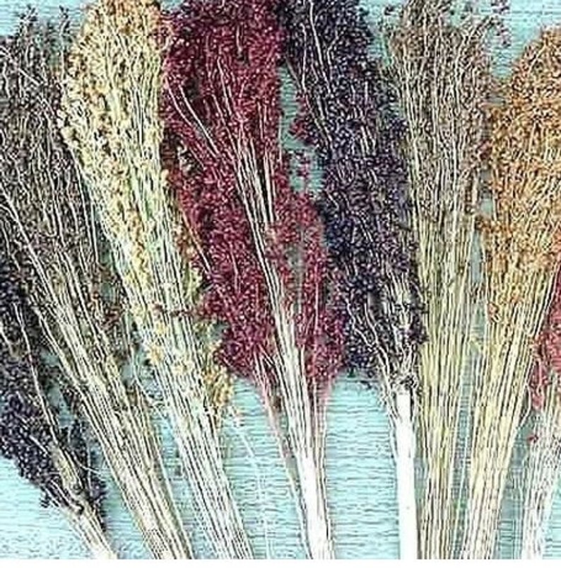 Heirloomsupplysuccess Heirloom Ornamental Multi-color Broom - Etsy