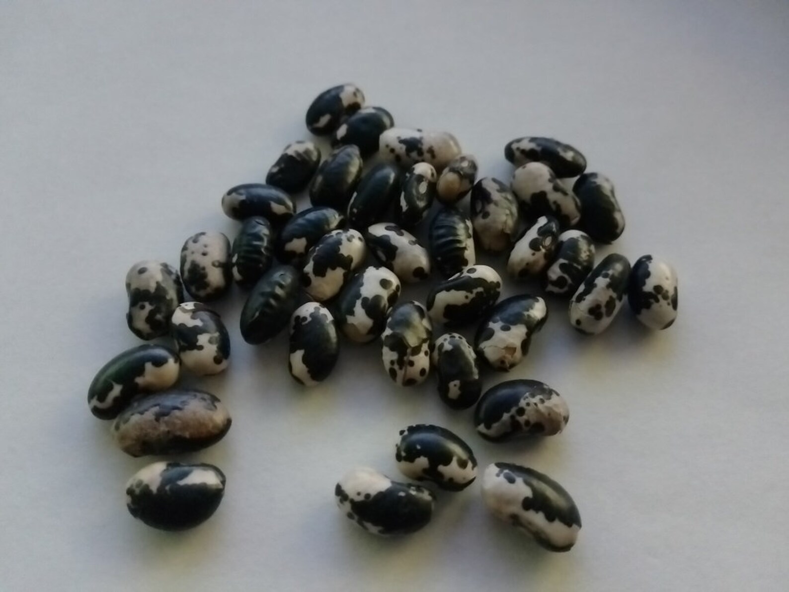 Heirloomsupplysuccess Heirloom Calypso / Orca Beans Seeds | Etsy