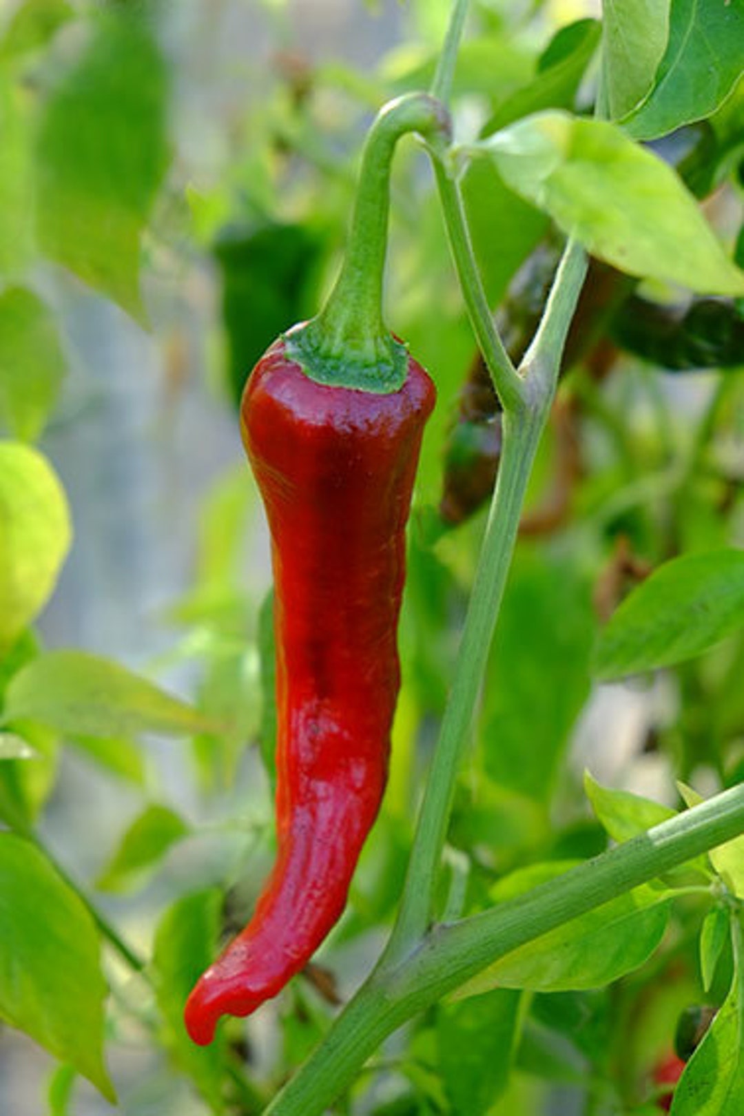 Heirloomsupplysuccess Heirloom Kashmiri Chili Pepper Seeds - Etsy
