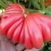 Heirloomsupplysuccess Heirloom Zapotec Tomato Seeds - Etsy