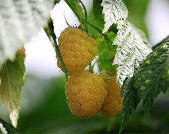 Anne Raspberry Seeds - Etsy