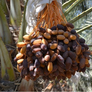 Heirloomsupplysuccess Super Jumbo Size Medjool Date Fruiting Palm Tree ...