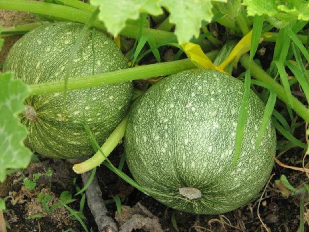 Heirloomsupplysuccess Round Zucchini Seeds - Etsy