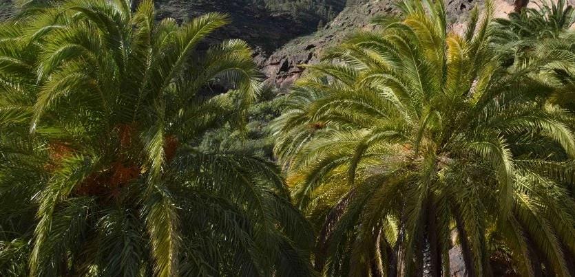 Heirloomsupplysuccess Super Jumbo Size Medjool Date Fruiting Palm Tree ...