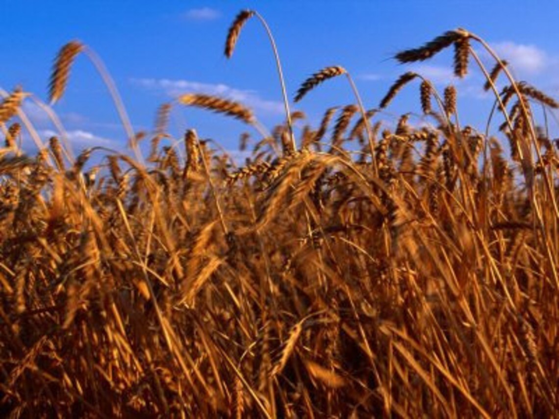 Heirloom Hard White Wheat Seeds - Etsy