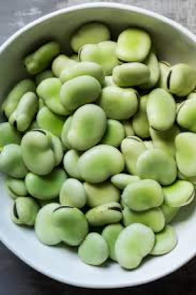 Heirloomsupplysuccess GIANT / EXTRA LARGE Heirloom Fava Beans - Etsy