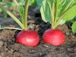 Heirloomsupplysuccess Heirloom Early Scarlet Globe Radish Seeds - Etsy