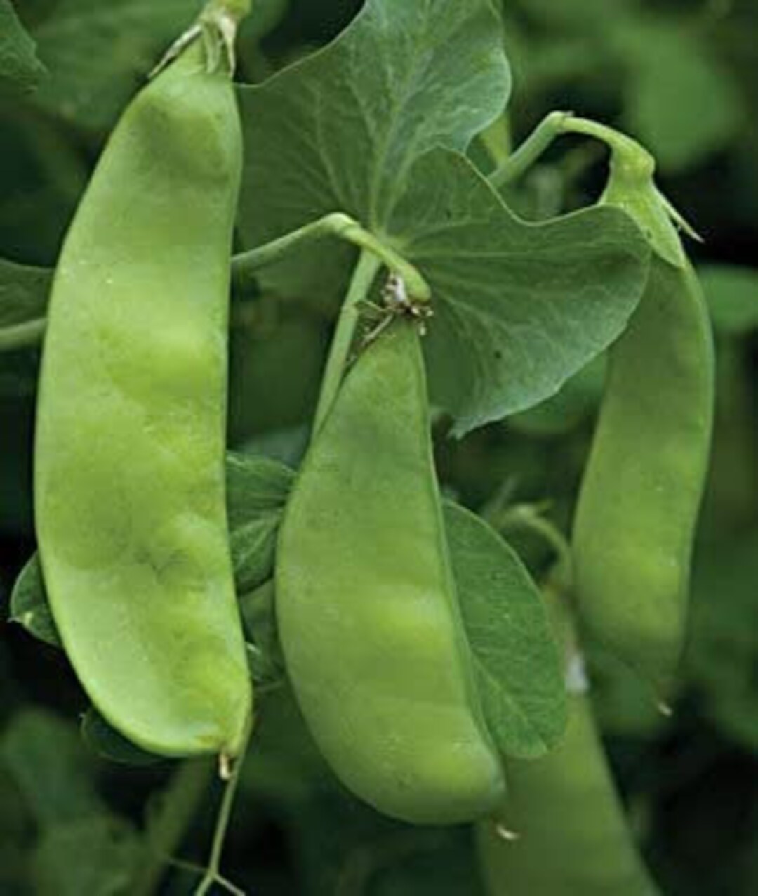 Heirloomsupplysuccess Heirloom Oregon Sugar Snow Peas Pod Seeds - Etsy