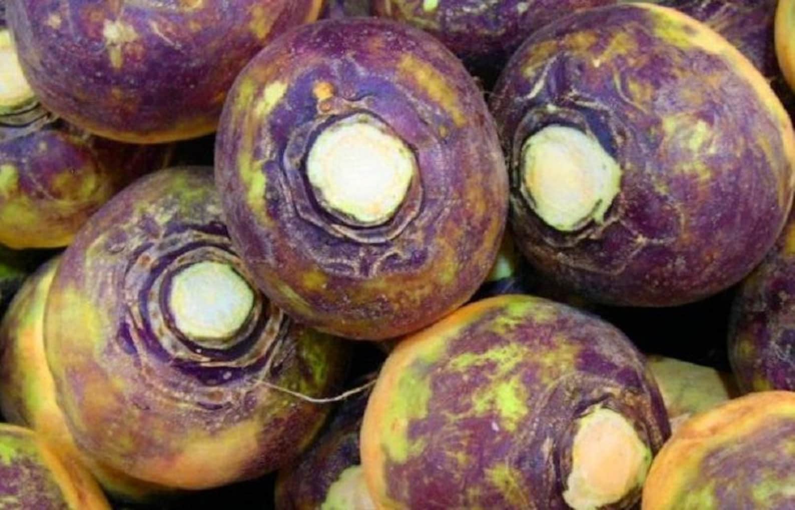 Heirloomsupplysuccess Heirloom American Purple Top Rutabaga | Etsy