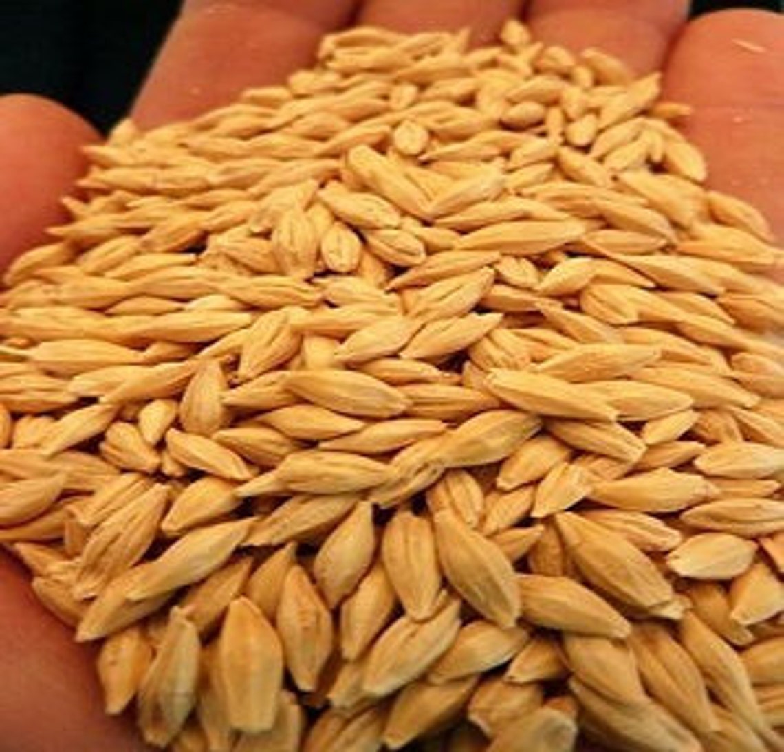 Heirloom Common Grain Barley Seeds - Etsy