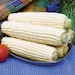 Heirloomsupplysuccess Heirloom Silvermine Corn Seeds - Etsy