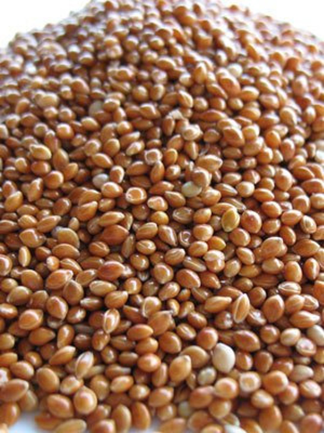 Heirloomsupplysuccess Heirloom Red Proso Millet Seeds - Etsy