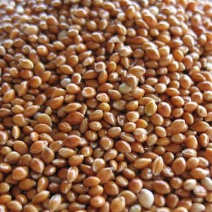 Heirloomsupplysuccess Heirloom Red Proso Millet Seeds - Etsy