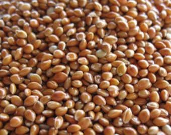 Heirloomsupplysuccess Heirloom White Proso Millet Seeds | Etsy