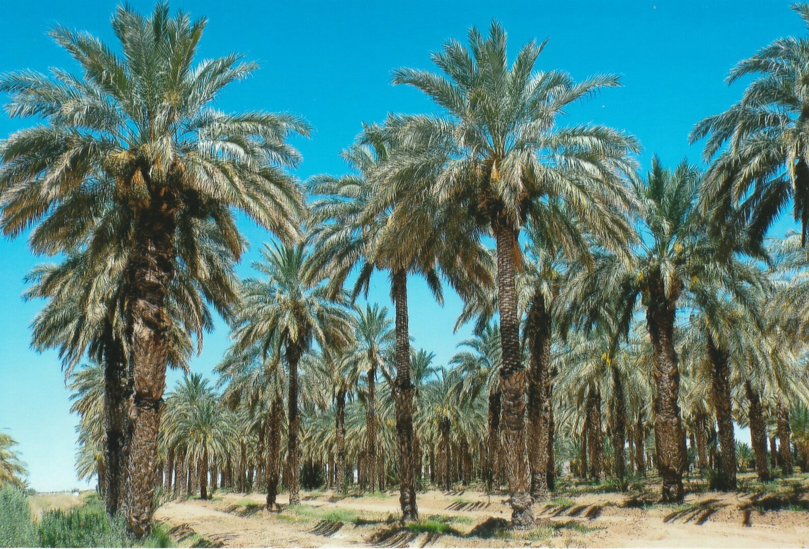Heirloomsupplysuccess Super Jumbo Size Medjool Date Fruiting Palm Tree ...