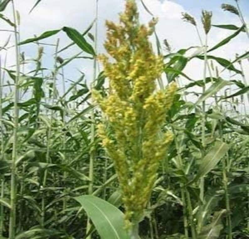 Heirloomsupplysuccess 100 Heirloom Hegari Sorghum Seeds - Etsy