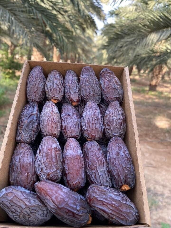Heirloomsupplysuccess Super Jumbo Size Medjool Date Fruiting Palm Tree ...