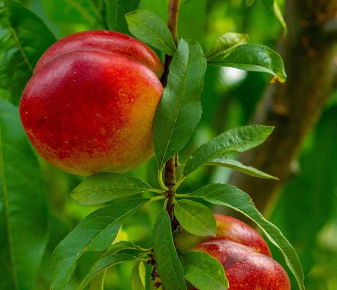 Heirloomsupplysuccess Heirloom Red and Gold Nectarine Fruit Tree Seeds ...