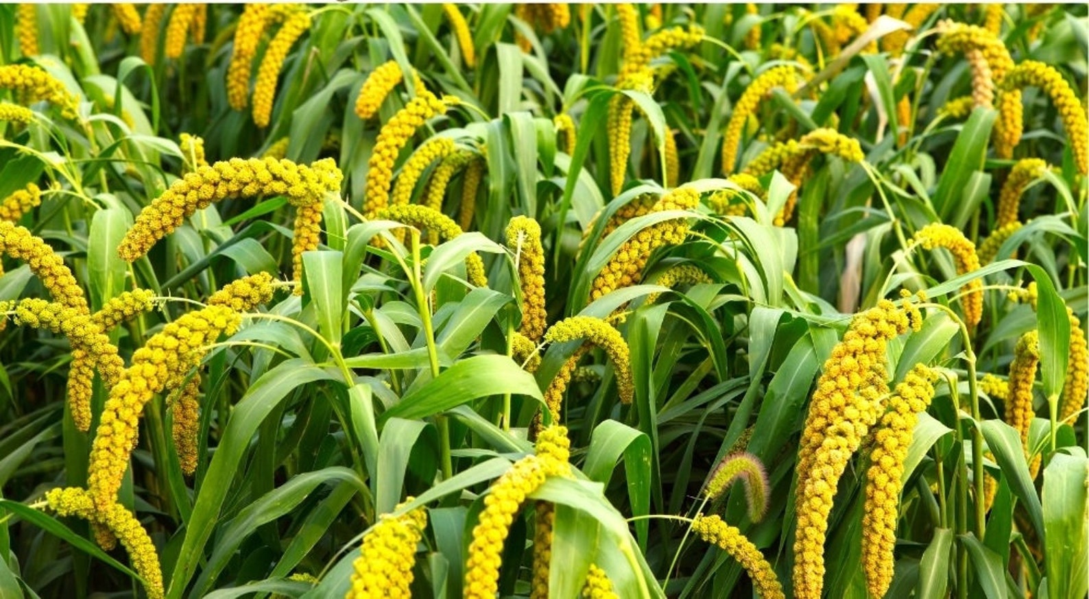 Heirloomsupplysuccess Heirloom German Golden Millet Seeds - Etsy
