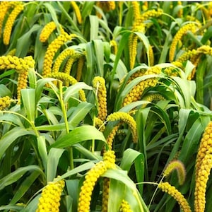 Heirloomsupplysuccess Heirloom German Golden Millet Seeds - Etsy