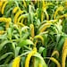 Heirloomsupplysuccess Heirloom German Golden Millet Seeds - Etsy