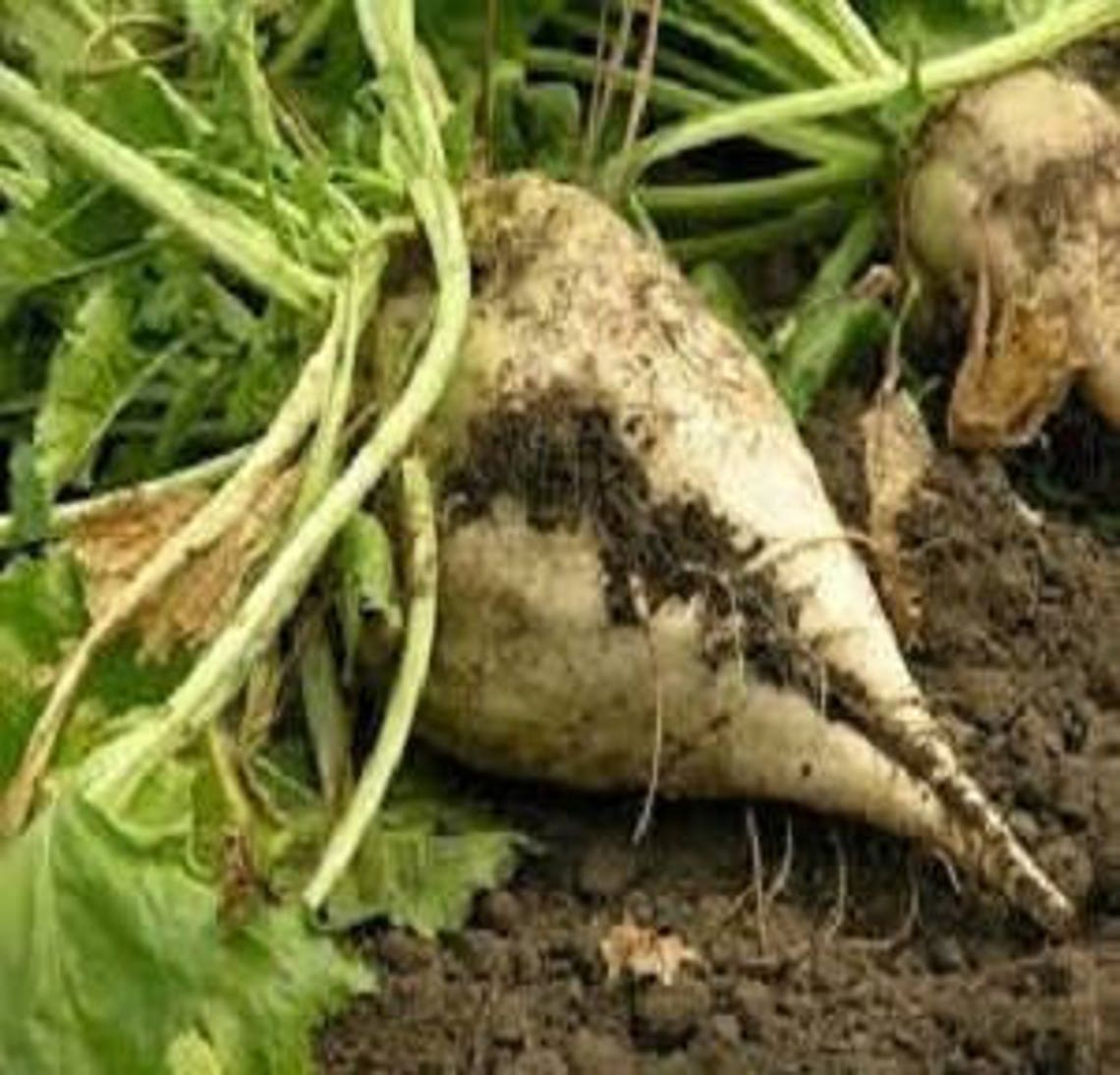 Heirloomsupplysuccess Heirloom Sugar Beets Seeds - Etsy