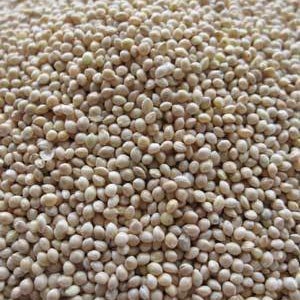 Heirloomsupplysuccess Heirloom White Proso Millet Seeds - Etsy