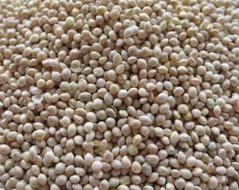 Heirloomsupplysuccess Heirloom Red Proso Millet Seeds | Etsy