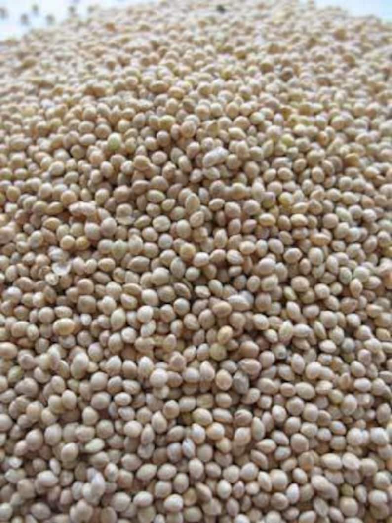 Heirloom White Proso Millet Seeds - Etsy