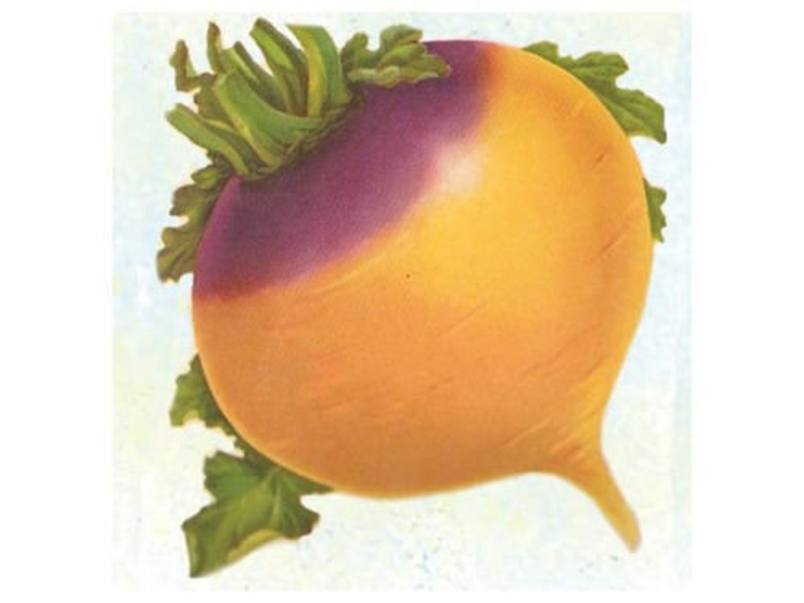 Heirloomsupplysuccess Heirloom Laurentian Rutabaga Seeds - Etsy