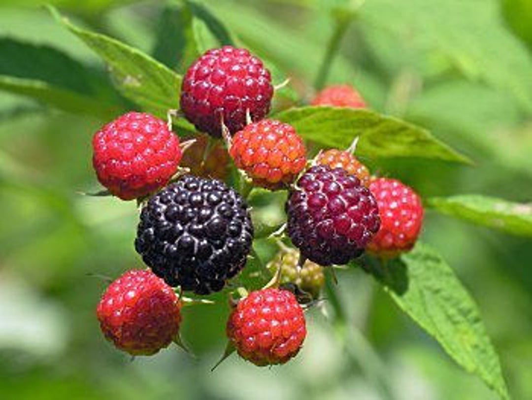 Heirloomsupplysuccess Heirloom Black Raspberry Seeds - Etsy