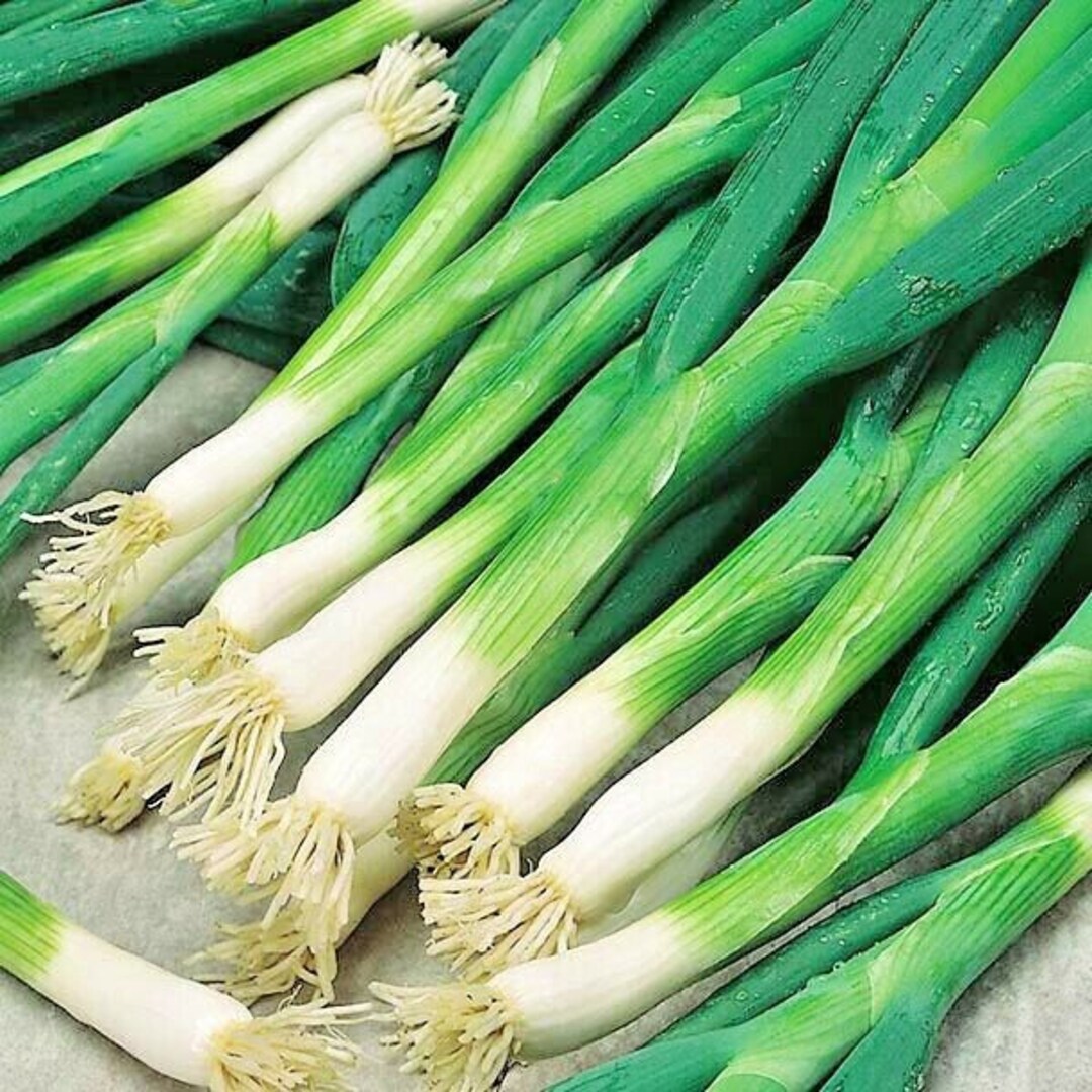 Heirloomsupplysuccess Japanese White Nebuka Evergreen Bunching Onion ...