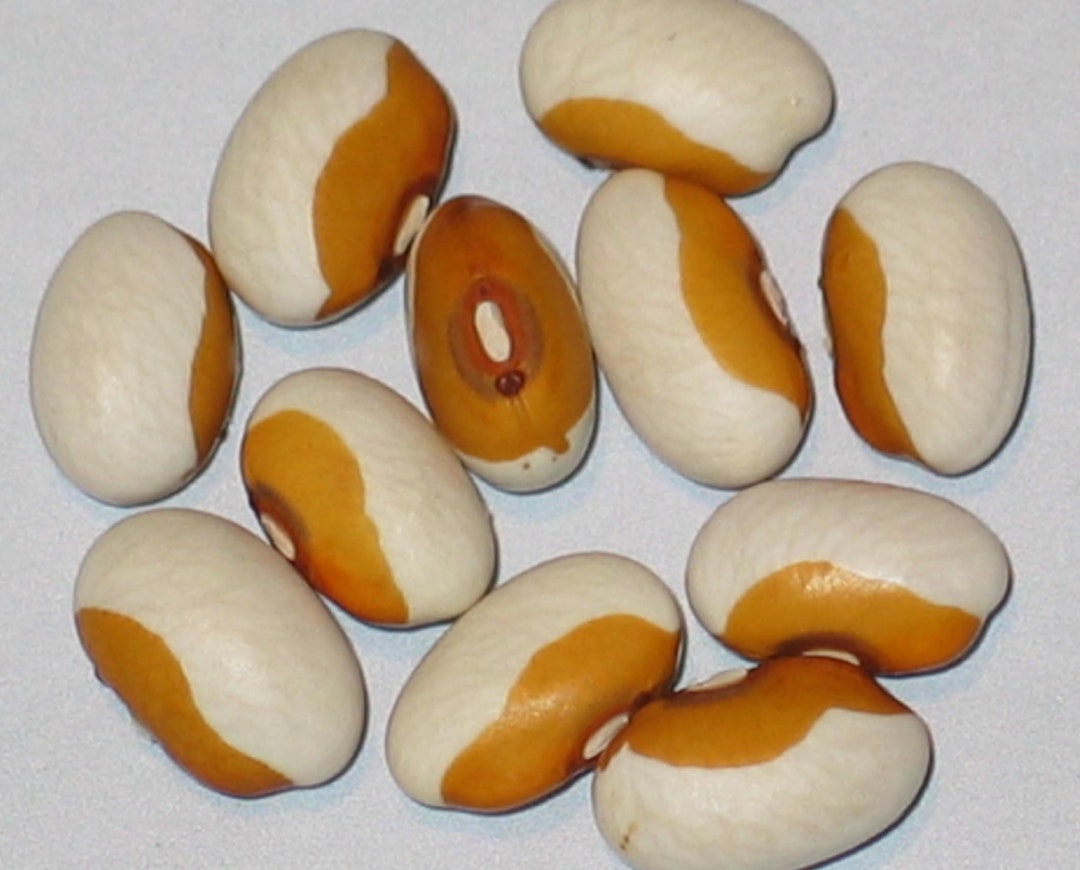 Heirloomsupplysuccess Heirloom Yellow Eye Beans Seeds - Etsy