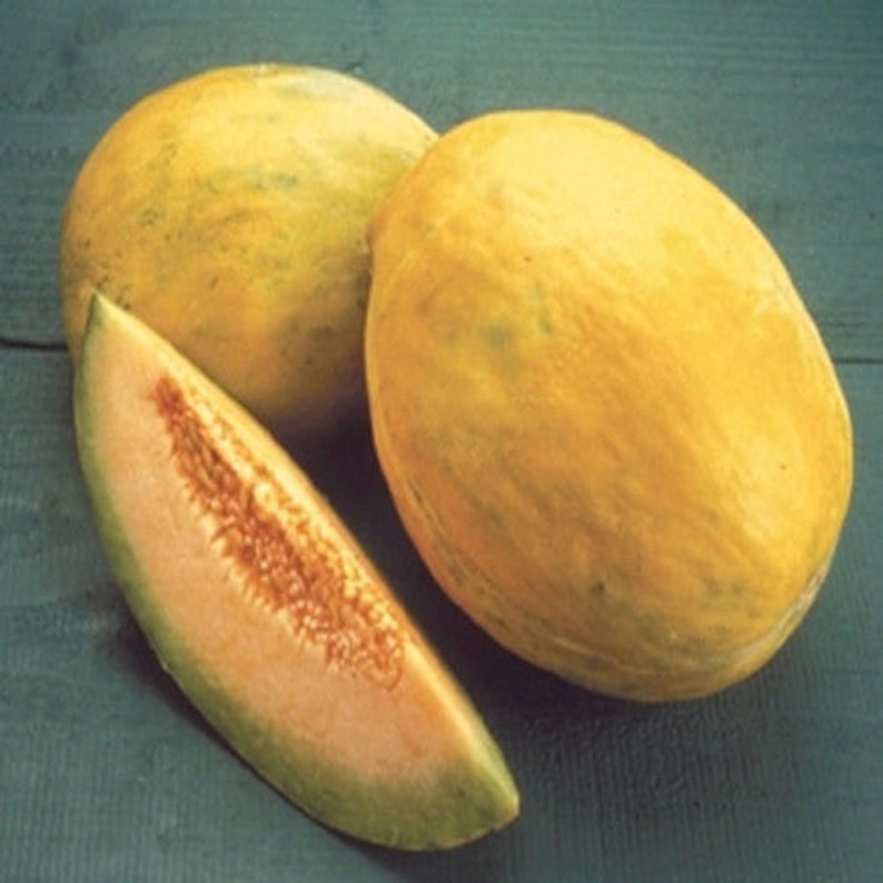 Heirloomsupplysuccess Heirloom Orange Crenshaw Melon Seeds | Etsy