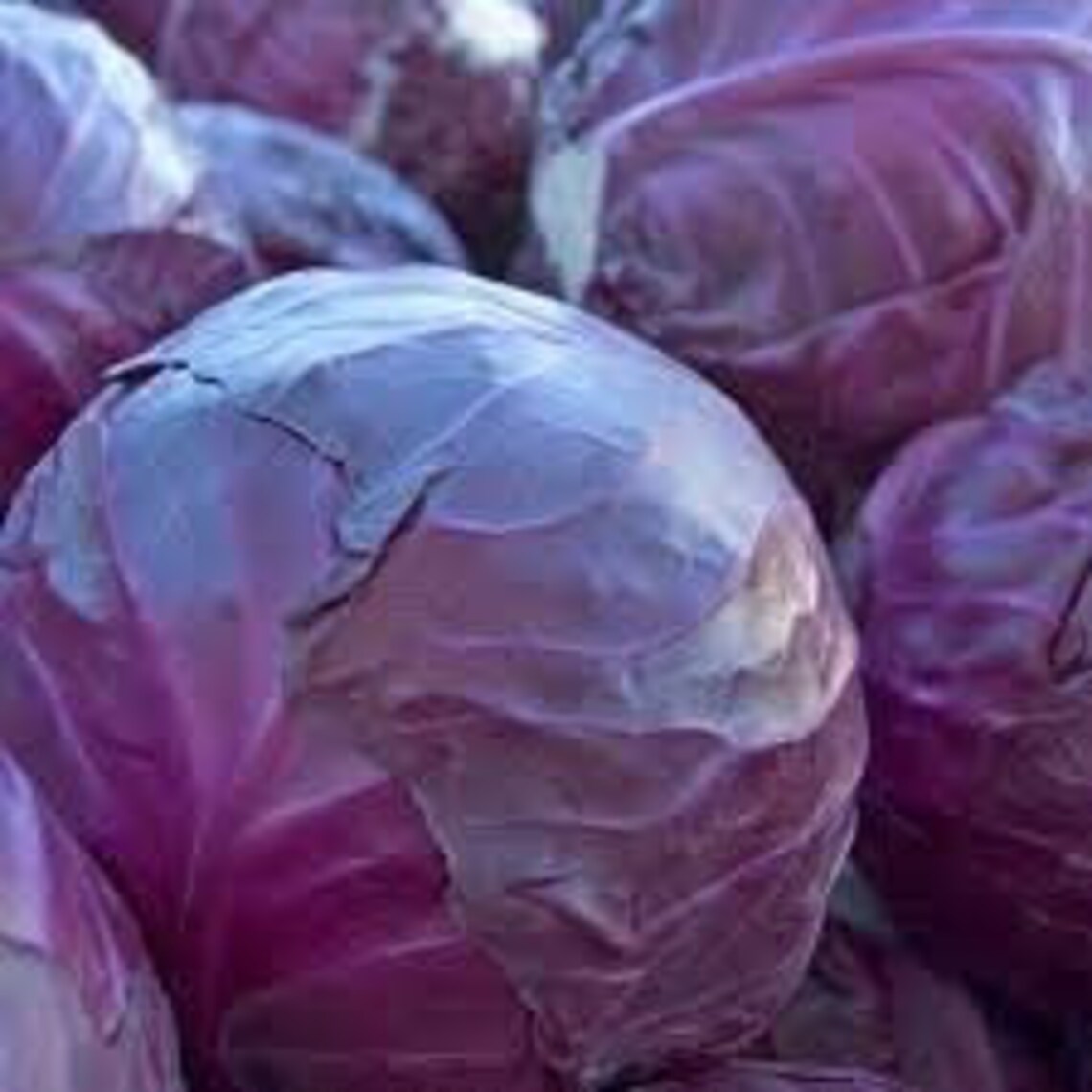 Heirloomsupplysuccess Heirloom Red Acre Cabbage Seeds - Etsy