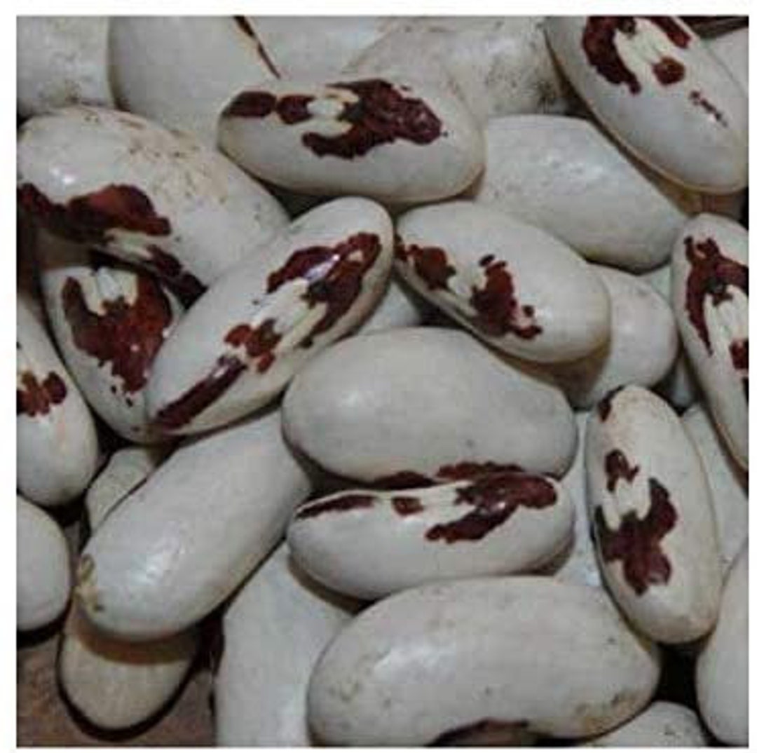 Heirloomsupplysuccess Soldier Bean Seeds - Etsy