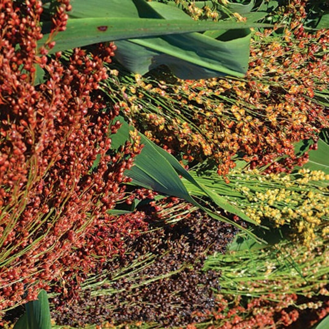 Heirloomsupplysuccess Heirloom Ornamental Multi-color Broom Corn ...