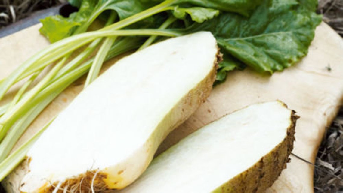 Heirloomsupplysuccess Heirloom Yellow Mangel Beet Seeds - Etsy