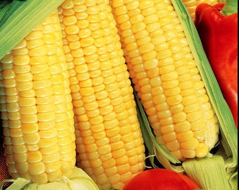 35 Tall Giant Goliath Yellow Corn Seeds-1205 - Etsy