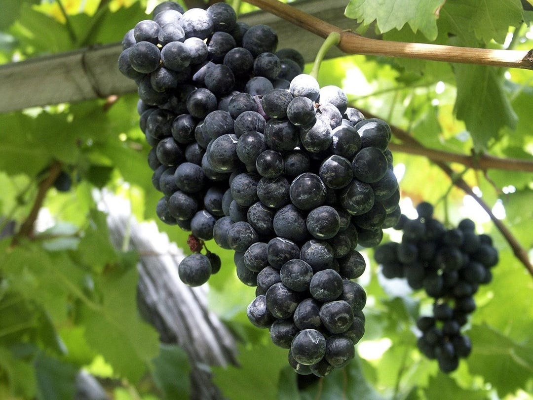 Heirloomsupplysuccess Heirloom Purple Concord Grape Seeds - Etsy