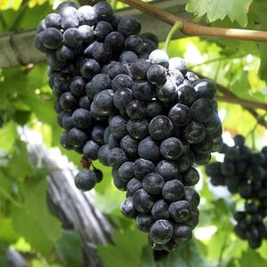 Heirloomsupplysuccess Heirloom Purple Concord Grape Seeds - Etsy